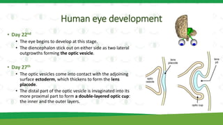 Folic acid deficiency and vision | PPT