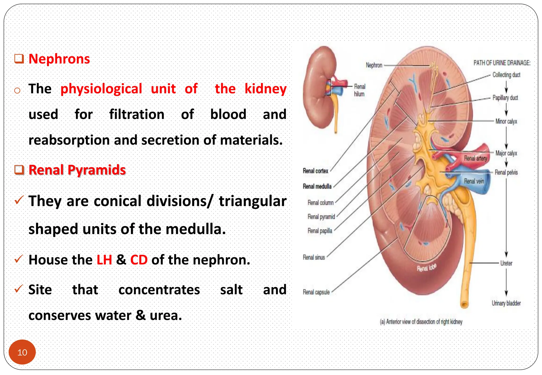 major calyces function