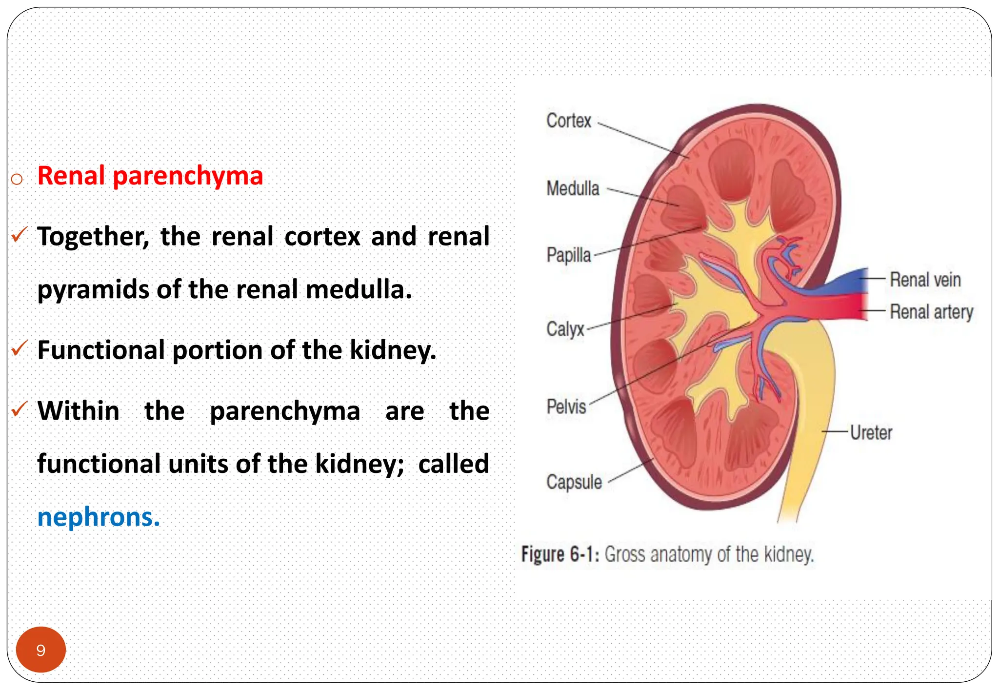 renal pyramids function