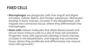 Fundamentals of Histology: Epithelium, Connective Tissue | PPTX