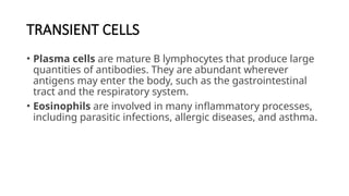 Fundamentals of Histology: Epithelium, Connective Tissue | PPTX