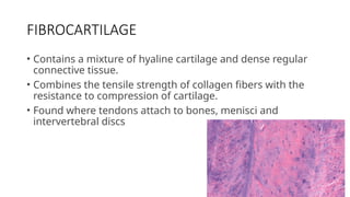 Fundamentals of Histology: Epithelium, Connective Tissue | PPTX