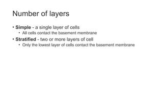Fundamentals of Histology: Epithelium, Connective Tissue | PPTX