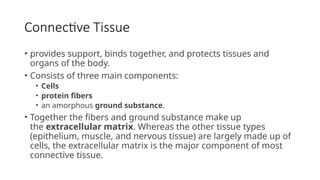 Fundamentals of Histology: Epithelium, Connective Tissue | PPTX
