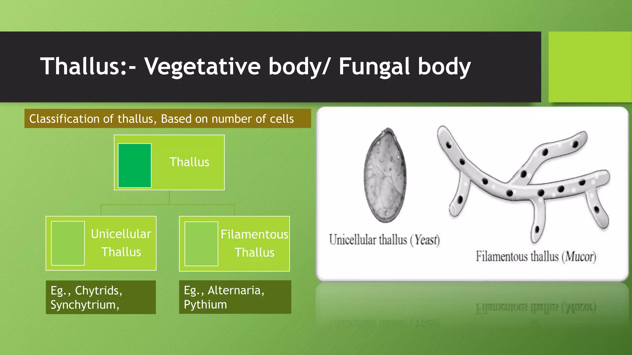 Fungi The Thallus Organisation 2-1.pptx | Gardening | Home & Garden