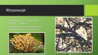 Fungi The Thallus Organisation 2-1.pptx