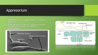 Fungi The Thallus Organisation 2-1.pptx