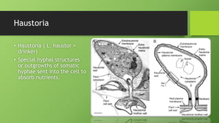 Fungi The Thallus Organisation 2-1.pptx