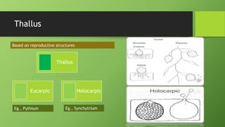 Fungi The Thallus Organisation 2-1.pptx