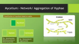 Fungi The Thallus Organisation 2-1.pptx