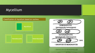 Fungi The Thallus Organisation 2-1.pptx