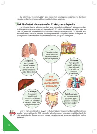 Boşaltım sistemi | PDF