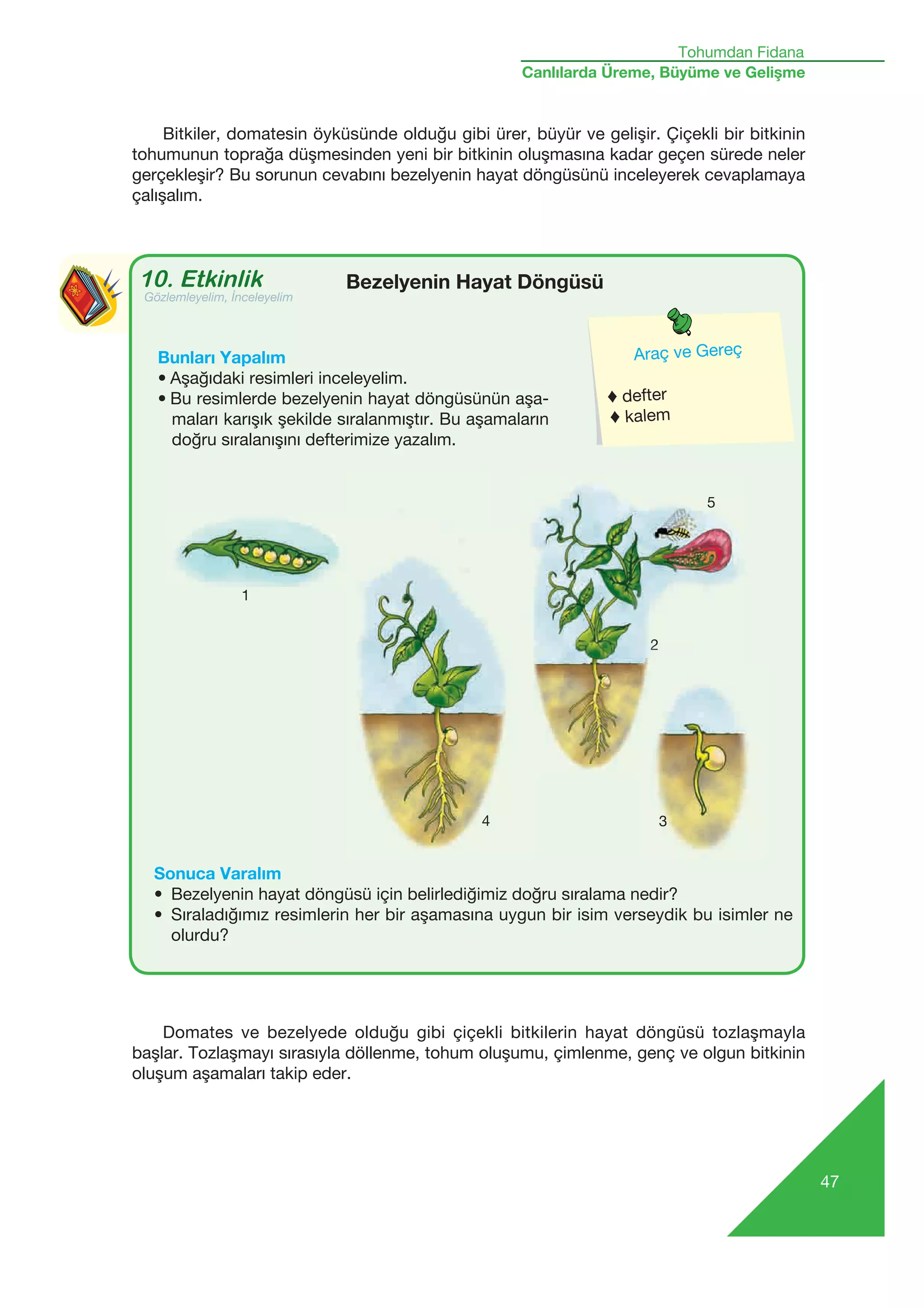 1g6 tohumdan fidana | PDF