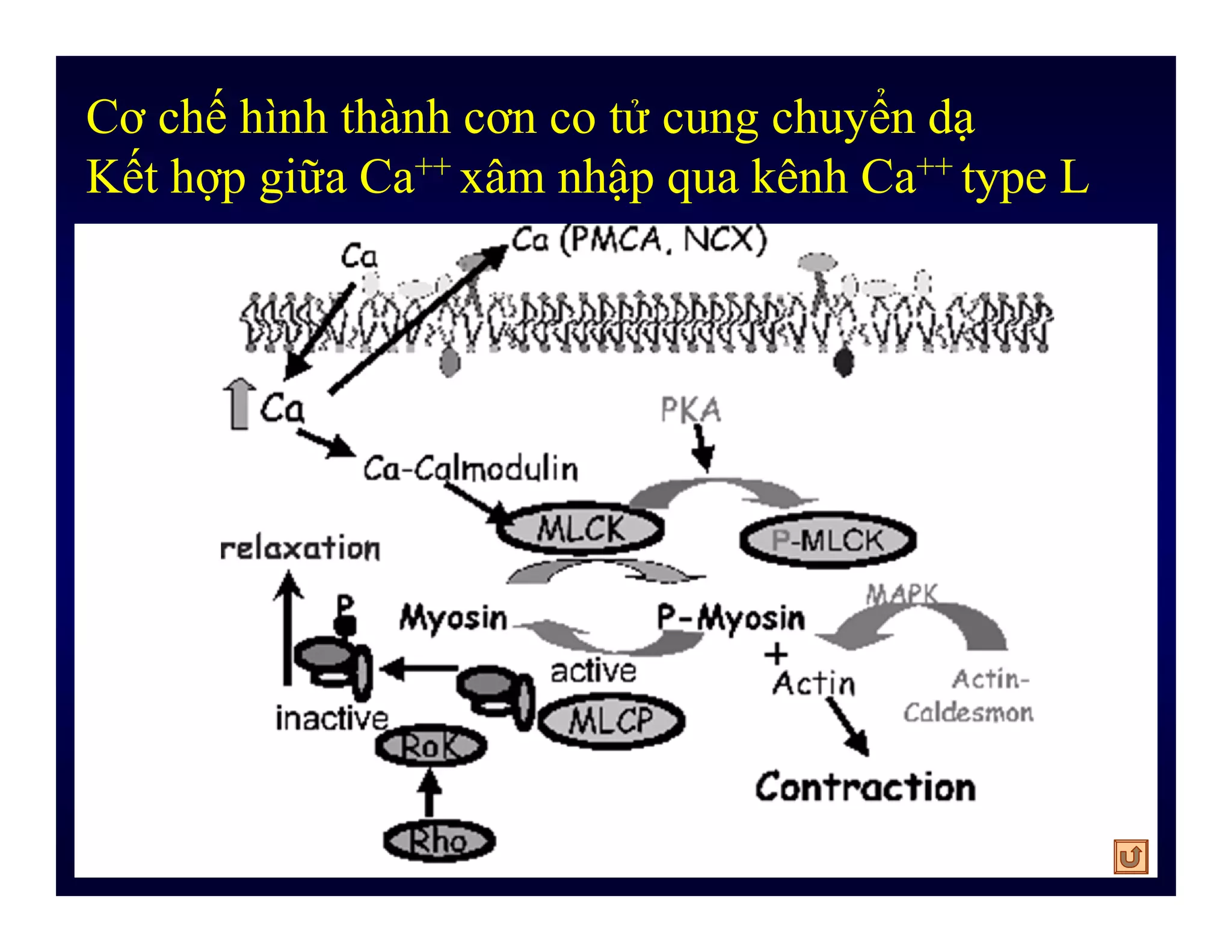 SINH LÝ CHUYỂN DẠ | PDF