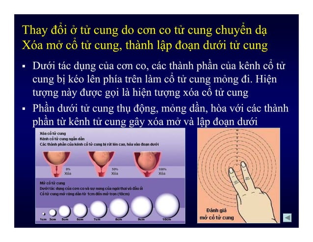 SINH LÝ CHUYỂN DẠ | PDF