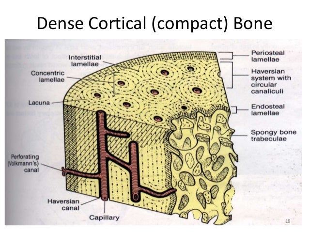 Bone & Its Importance to Prosthodontist
