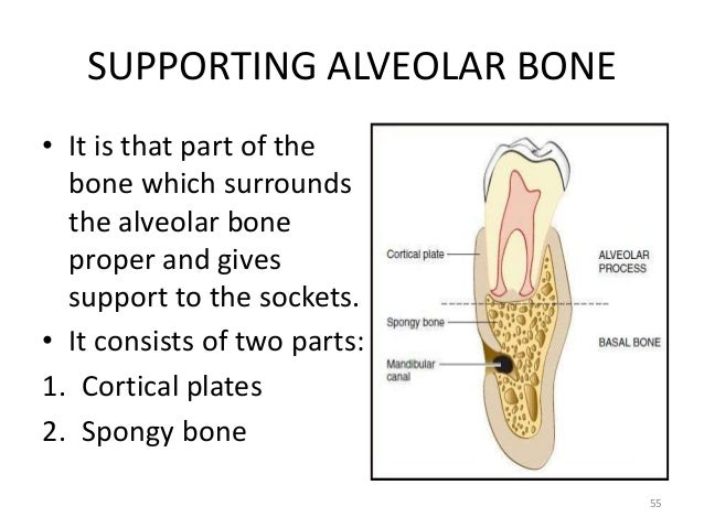 Bone & Its Importance to Prosthodontist