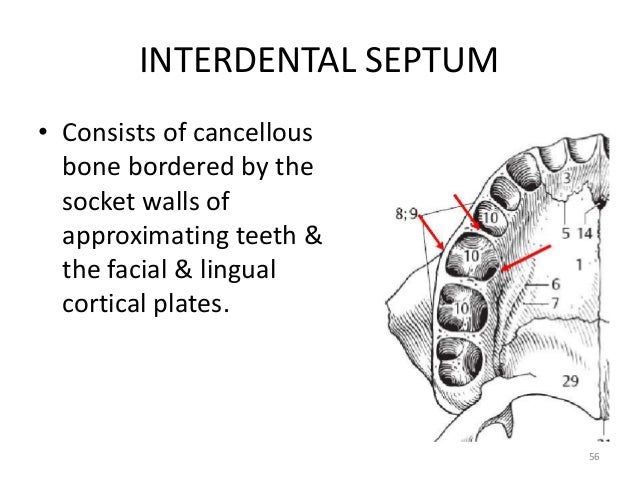 Bone & Its Importance to Prosthodontist