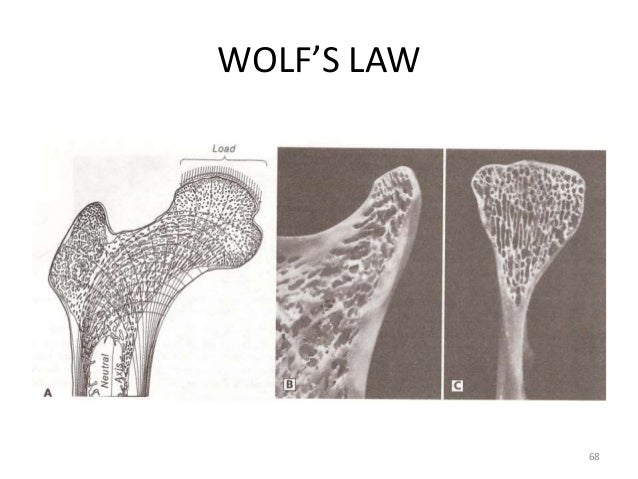 Bone & Its Importance to Prosthodontist
