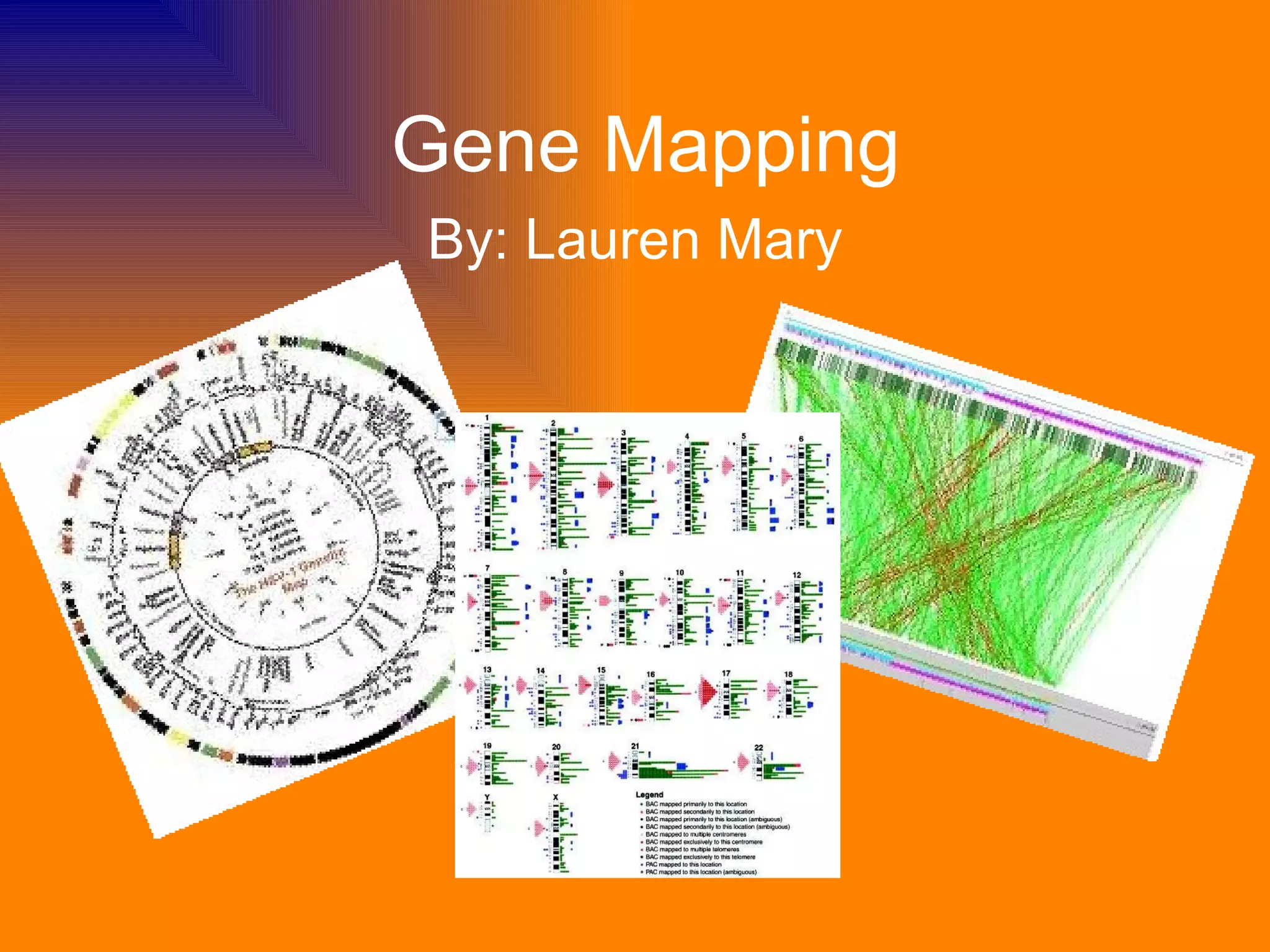 Gene Mapping; By: Lauren Mary | PPT
