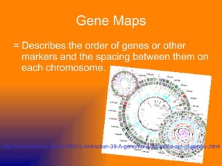 Gene Mapping; By: Lauren Mary | PPT