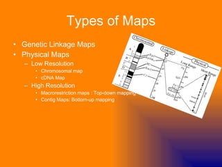 Gene Mapping; By: Lauren Mary | PPT
