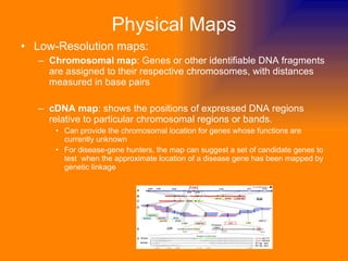 Gene Mapping; By: Lauren Mary | PPT