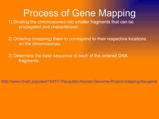 Gene Mapping By: Lauren Mary | PPT