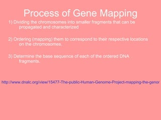 1 gene mapping presintaion | PPT