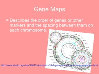 1 gene mapping presintaion | PPT