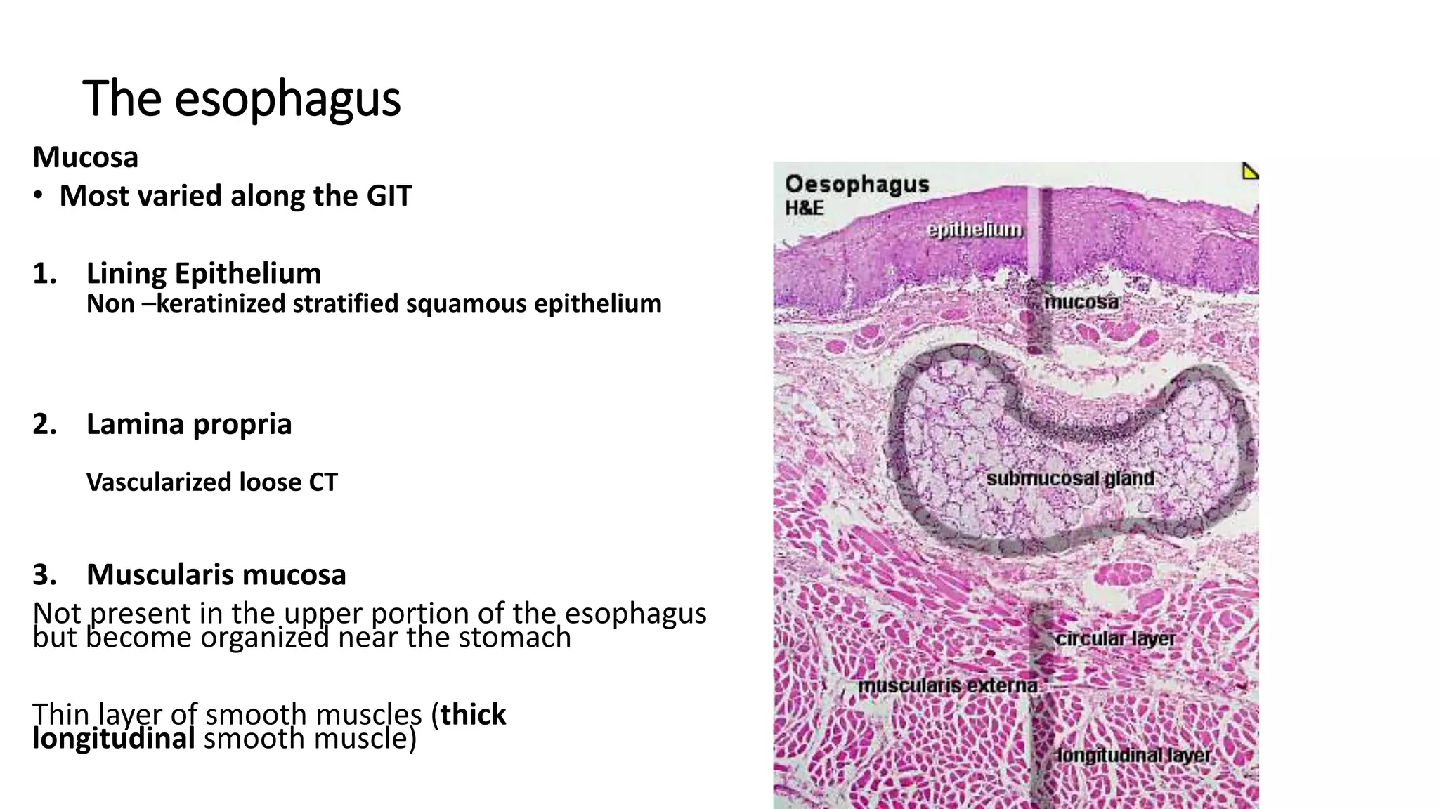 1 General anatomy of oesophagus and stomach BSc Clinicals 2019.pptx