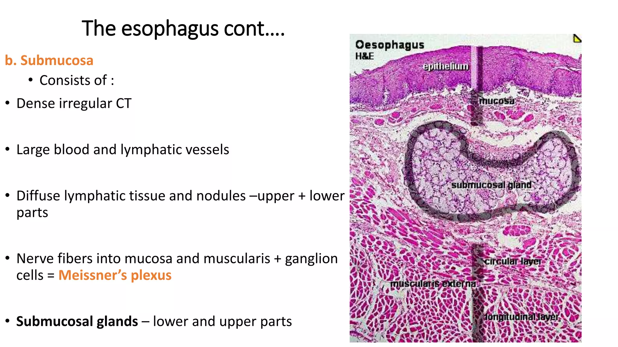 1 General anatomy of oesophagus and stomach BSc Clinicals 2019.pptx