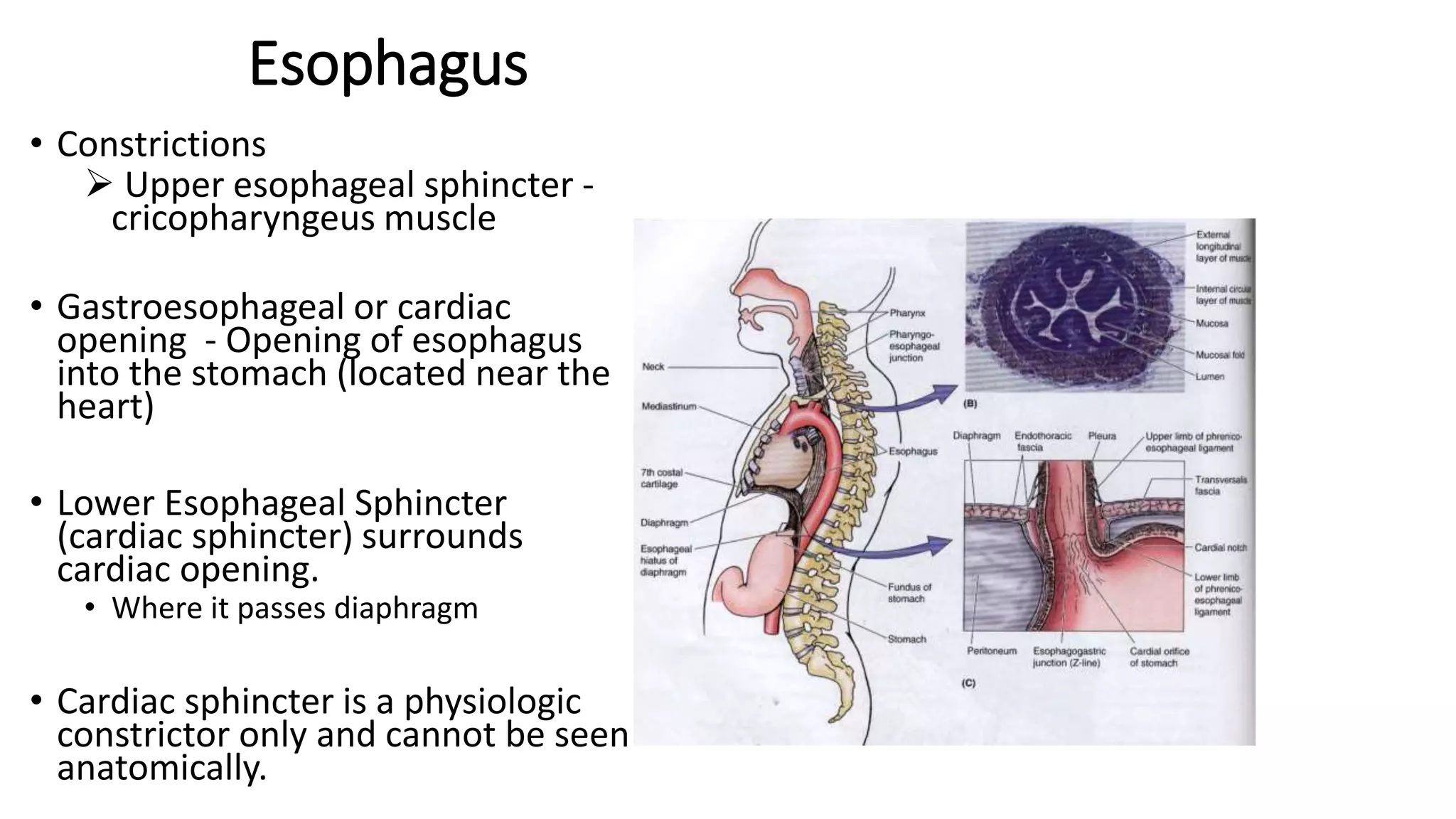 1 General anatomy of oesophagus and stomach BSc Clinicals 2019.pptx