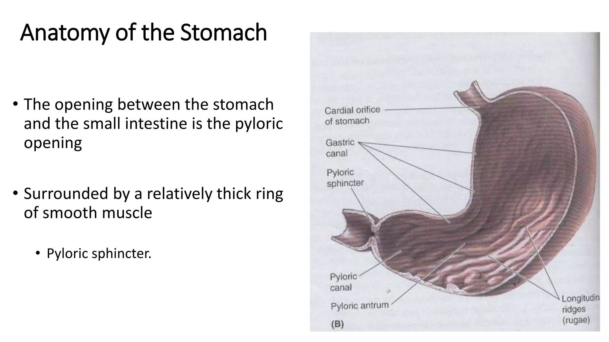1 General anatomy of oesophagus and stomach BSc Clinicals 2019.pptx