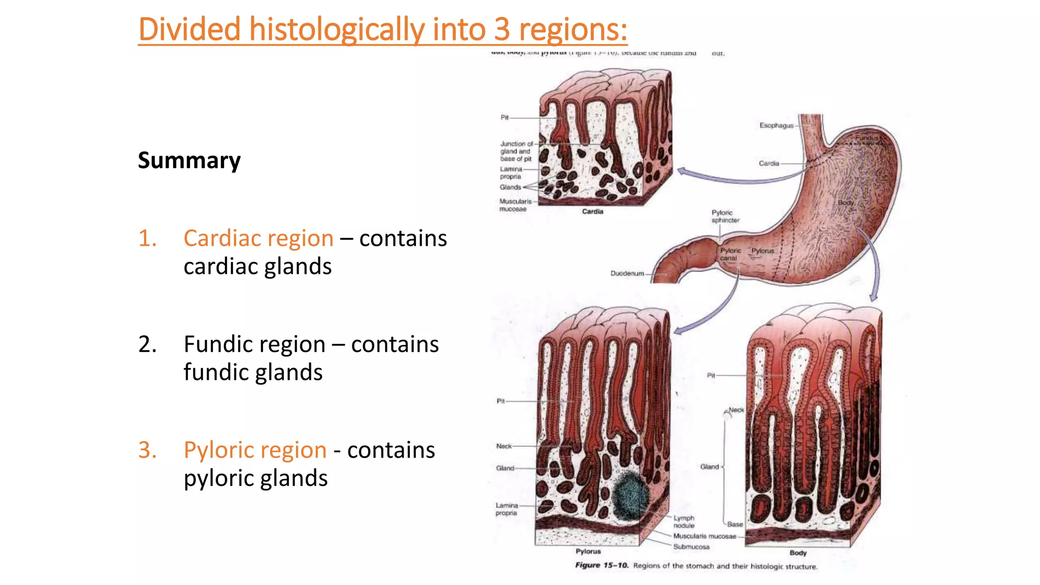1 General anatomy of oesophagus and stomach BSc Clinicals 2019.pptx