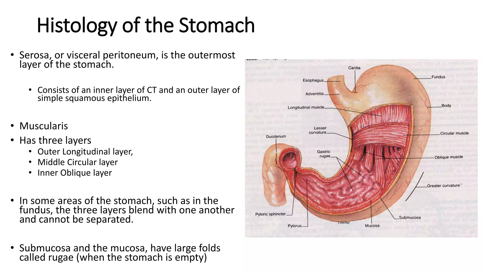 1 General anatomy of oesophagus and stomach BSc Clinicals 2019.pptx