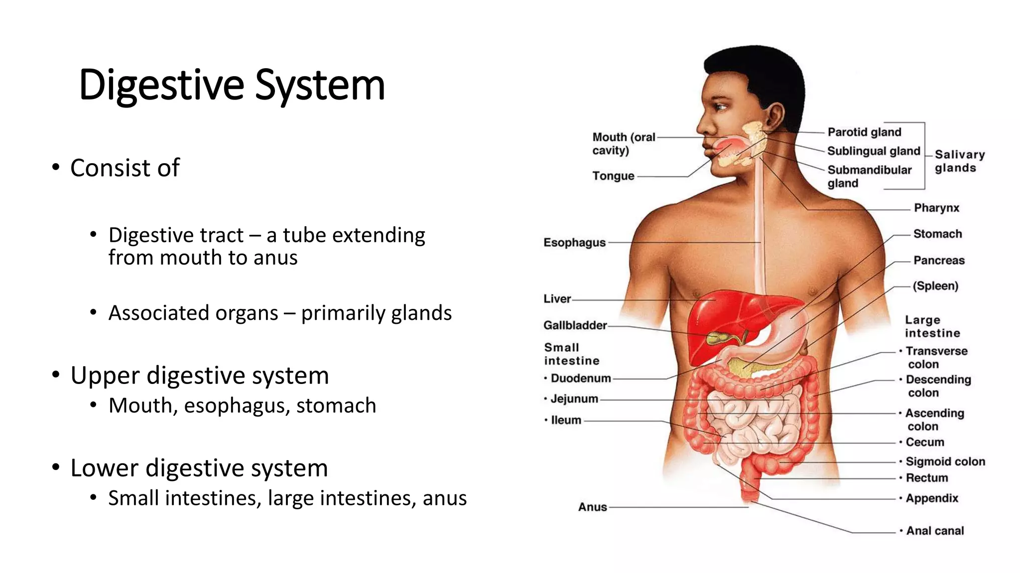 1 General anatomy of oesophagus and stomach BSc Clinicals 2019.pptx