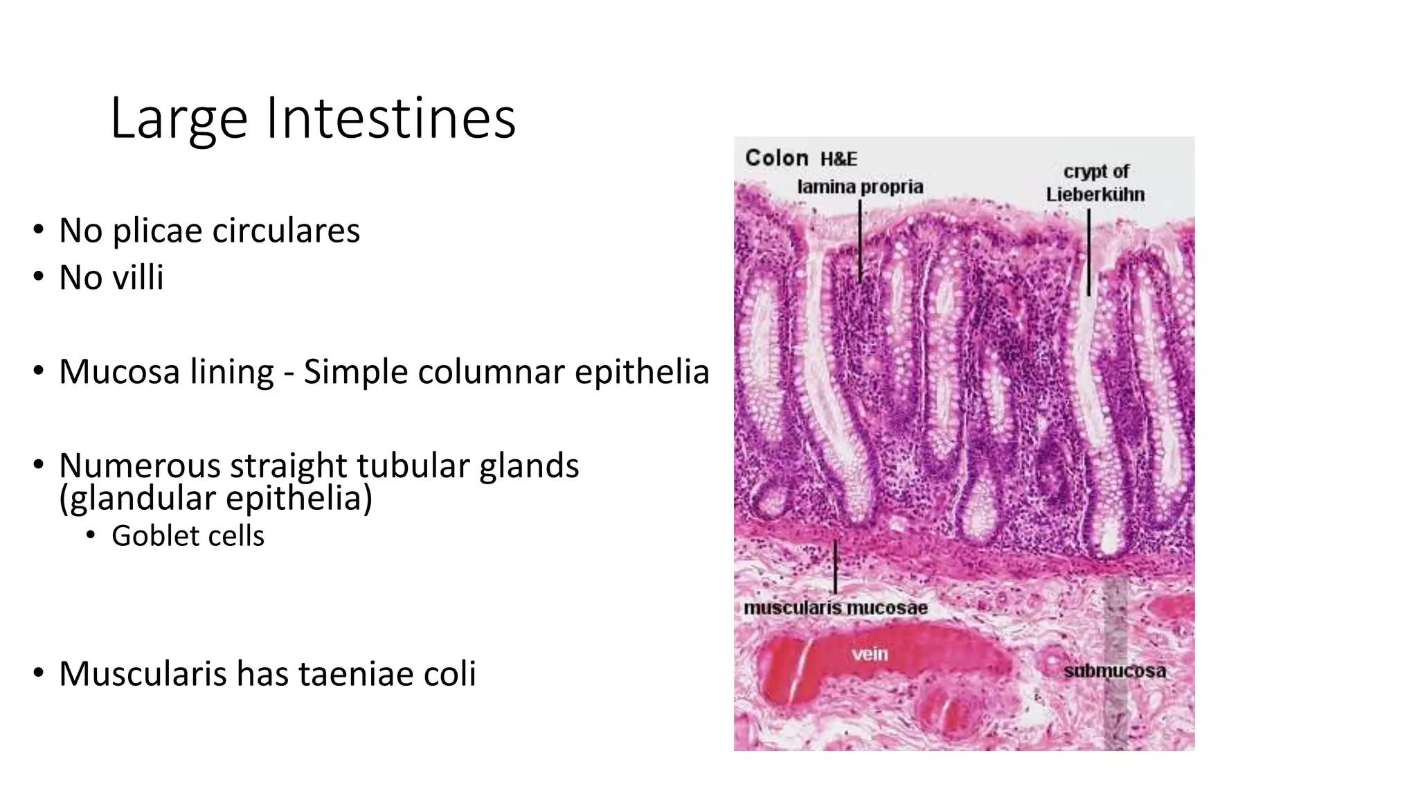 1 General anatomy of oesophagus and stomach BSc Clinicals 2019.pptx
