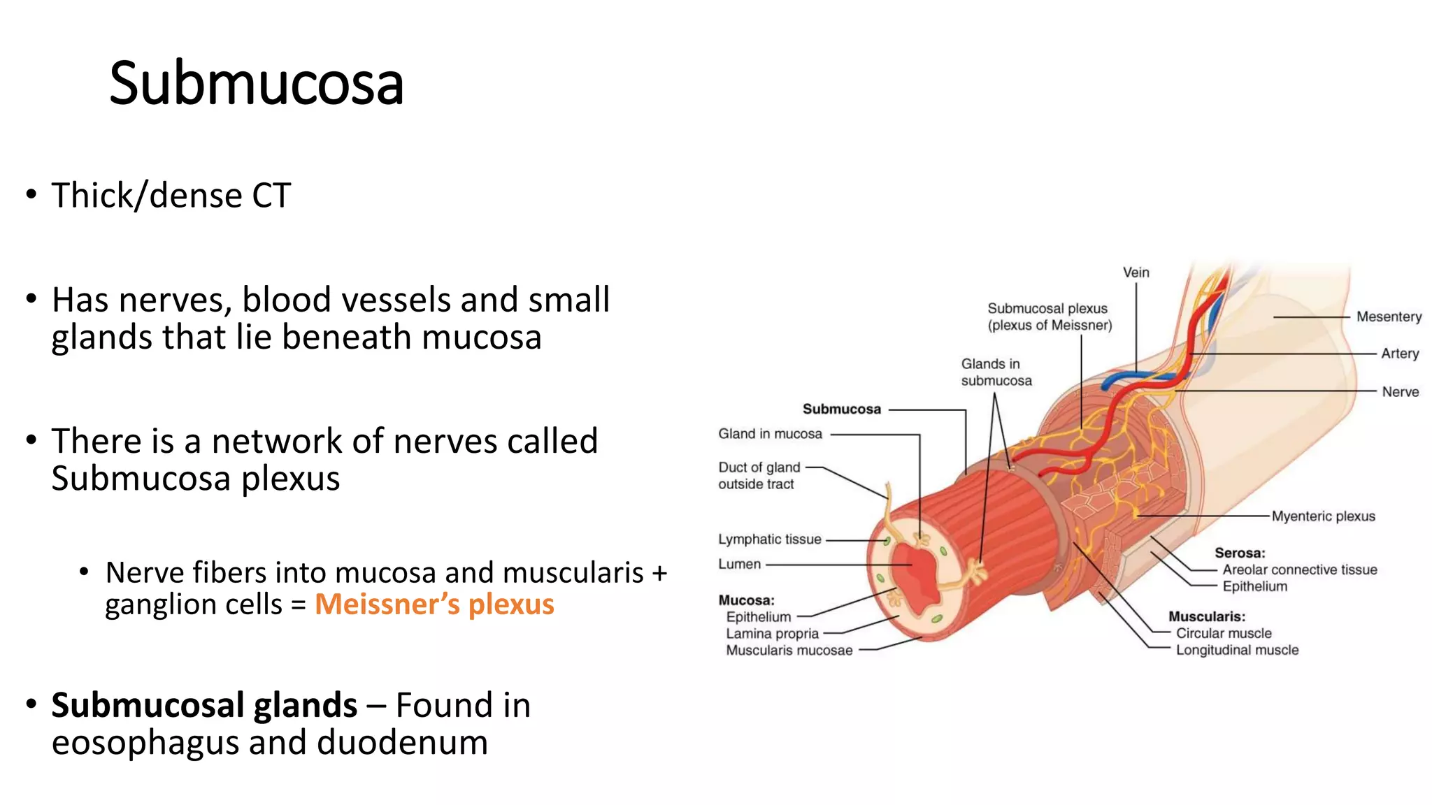 1 General anatomy of oesophagus and stomach BSc Clinicals 2019.pptx