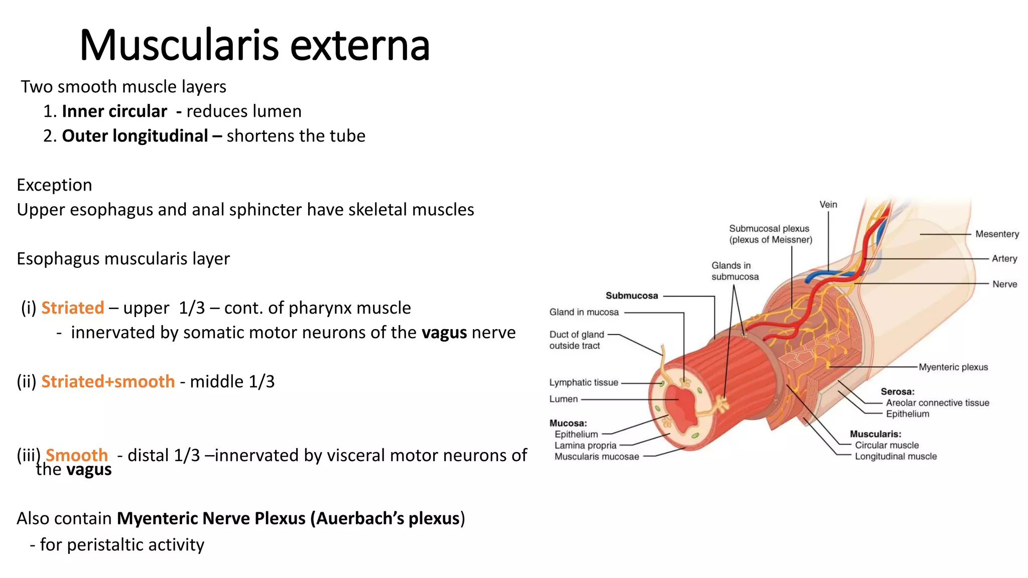 1 General anatomy of oesophagus and stomach BSc Clinicals 2019.pptx