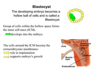 1general aspects of human prenatal development.ppt