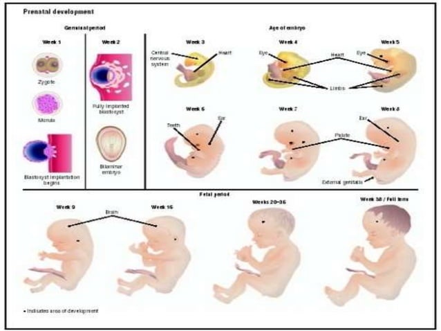 1general aspects of human prenatal development.ppt