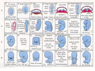 1general aspects of human prenatal development.ppt