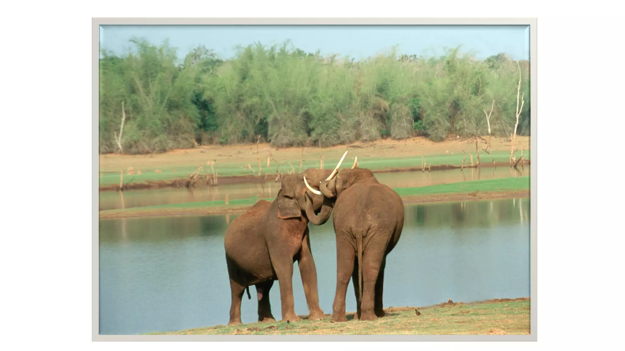 1 General Constitution & Non Forest Land under Forest Conservation Act ...