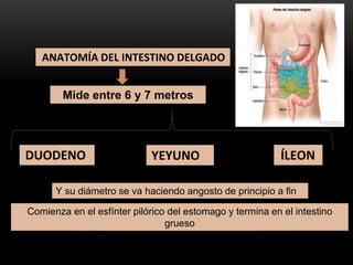 1 generalidades del sistema digestivo | PPTX