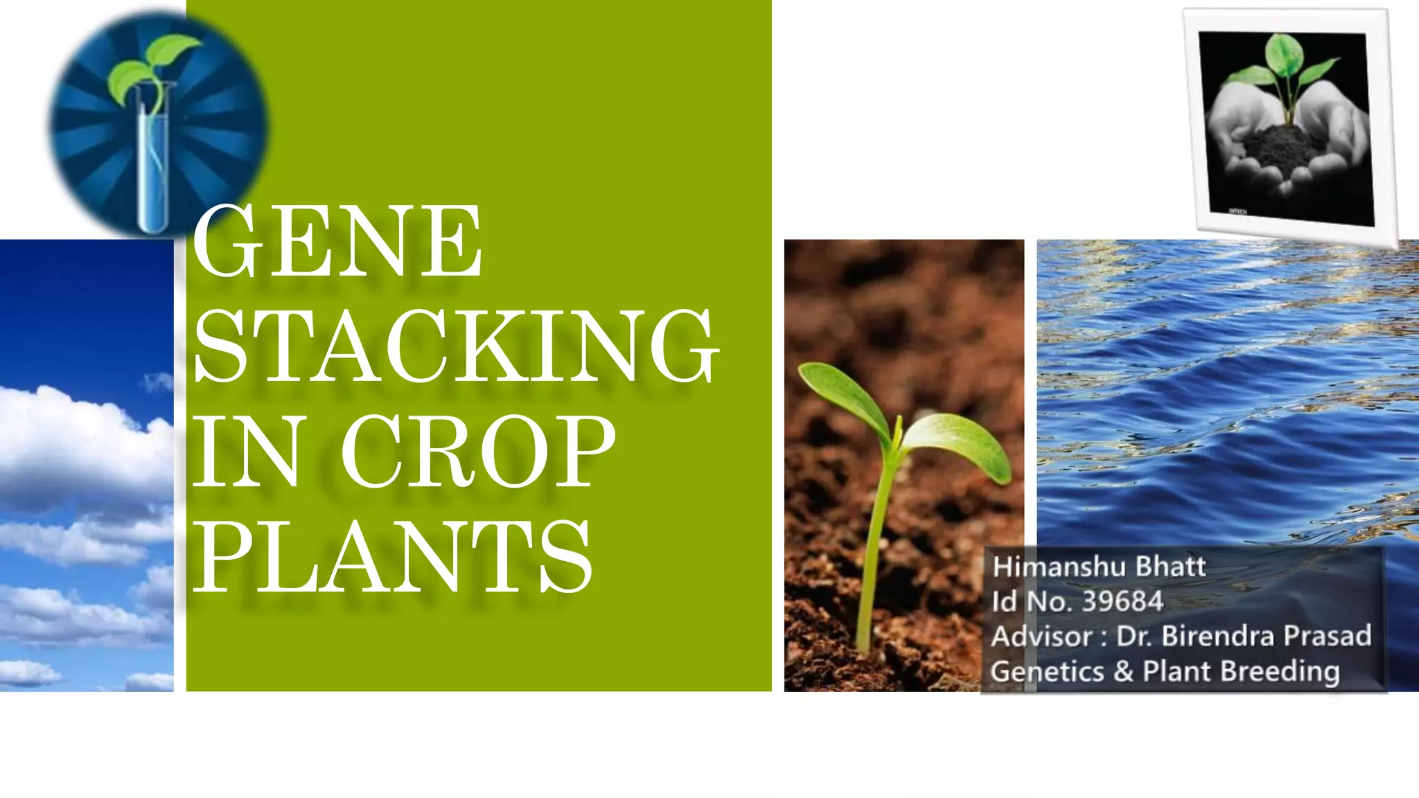 gene stacking in crop plants final | PPTX