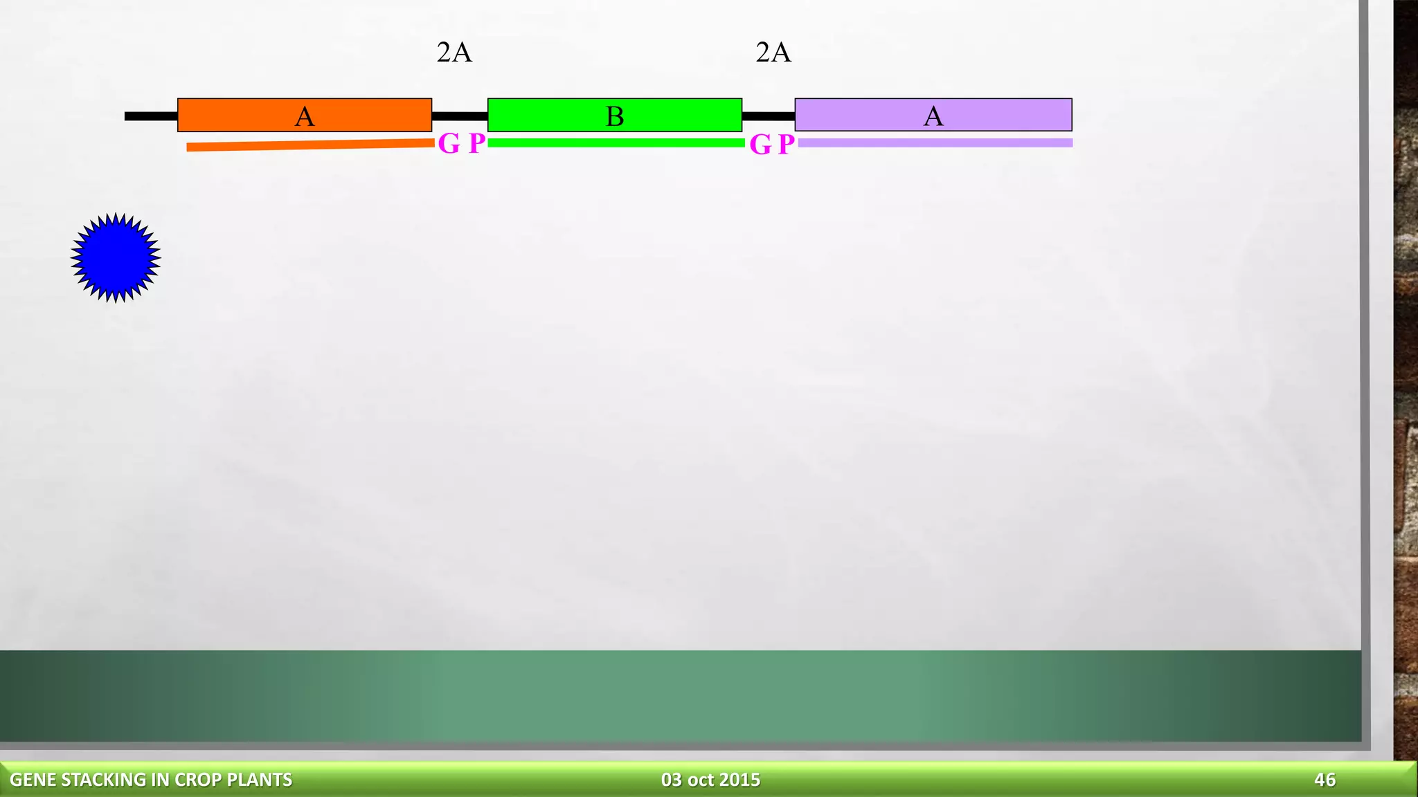gene stacking in crop plants final | PPTX