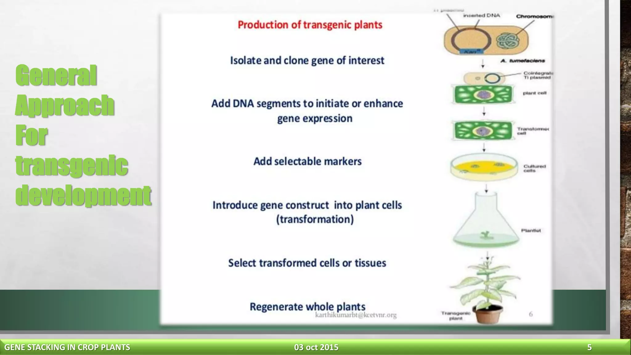 gene stacking in crop plants final | PPTX