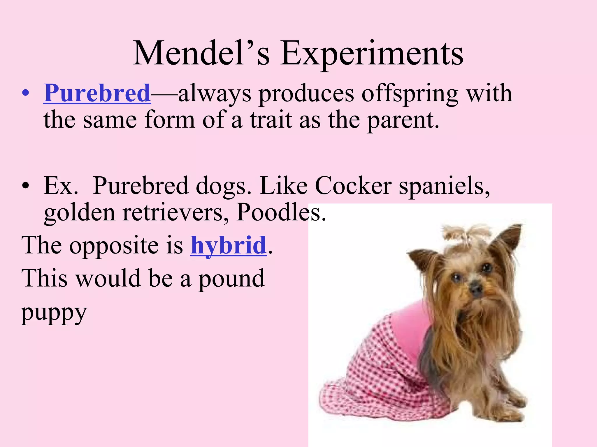 Probability, Mendel, and Genetics Powerpoint | PPT