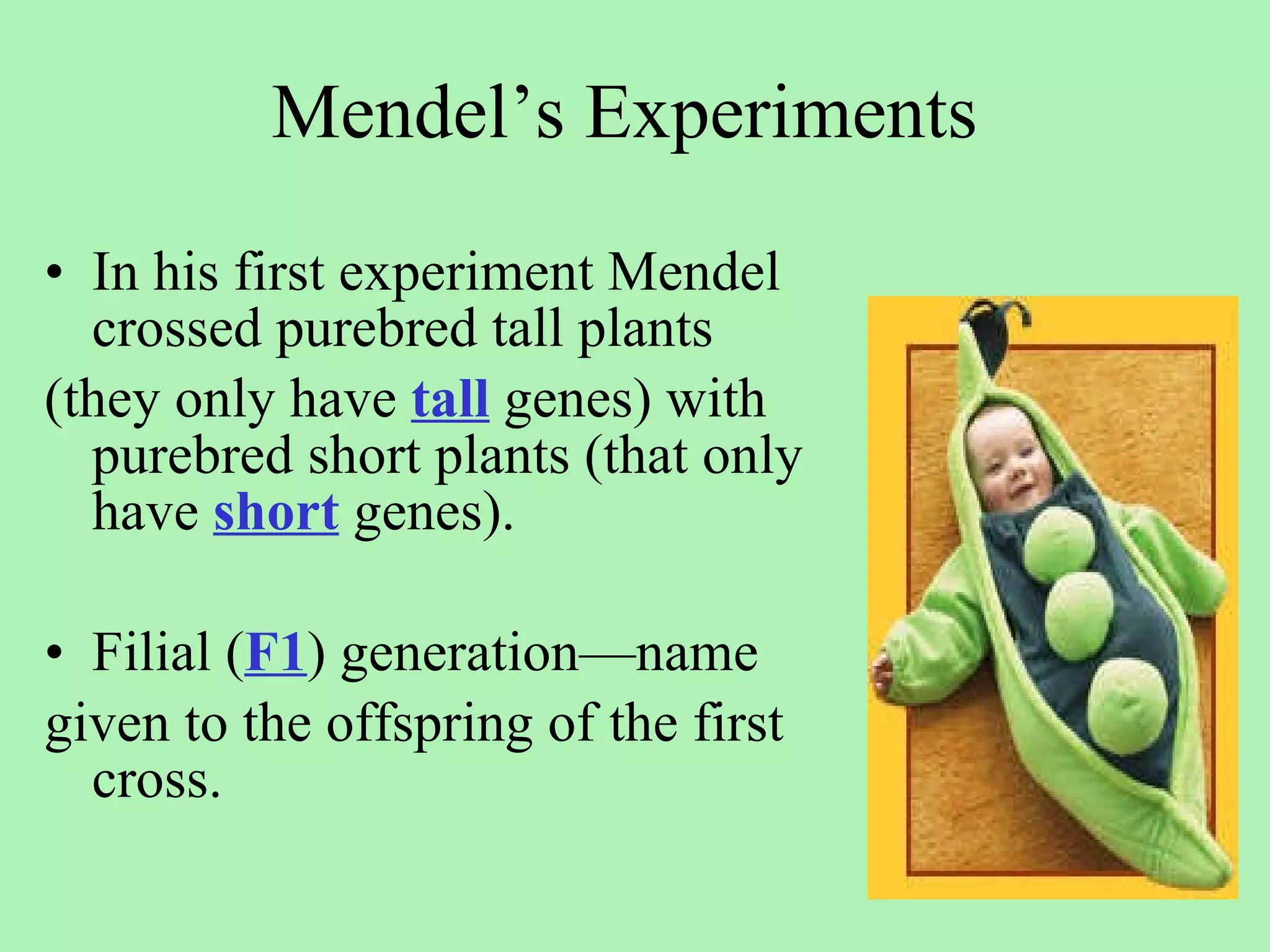 Probability, Mendel, and Genetics Powerpoint | PPT